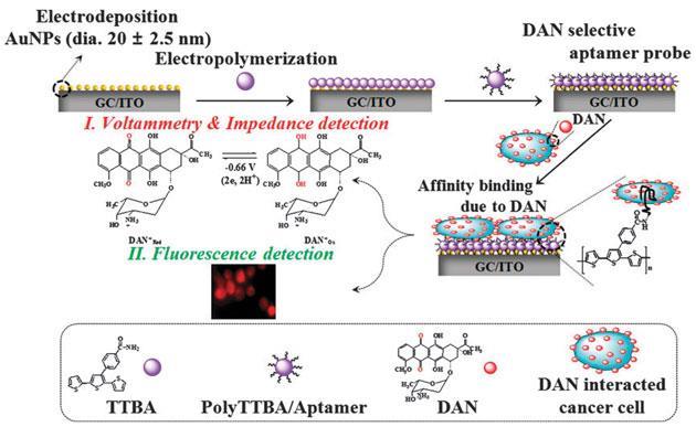 A new system for cancer detection | Research | Chemistry World