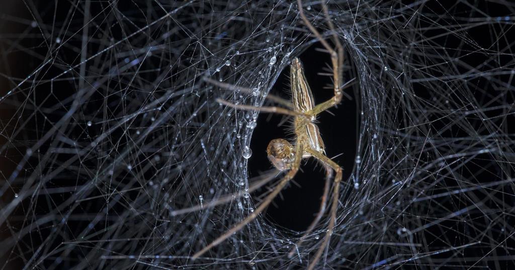 Spinning out spider silk research | Feature | Chemistry World