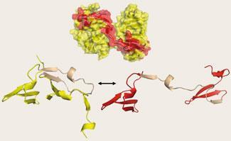 On the origin of proteins | Feature | Chemistry World