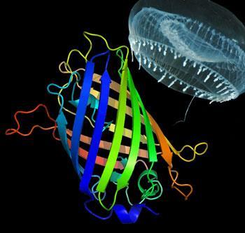 A glowing green Nobel | Feature | Chemistry World