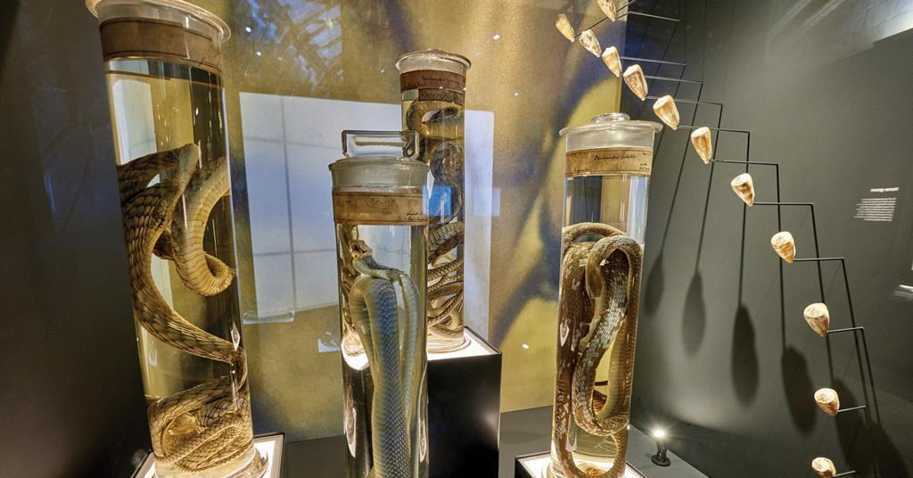 Venom: killer and cure | Review | Chemistry World