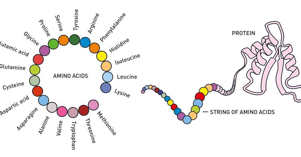 Protein design and structure prediction wins chemistry Nobel prize | News | Chemistry World