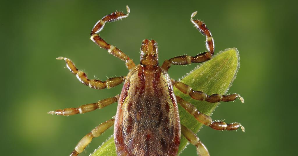Quick test could catch fatal tick fever before it’s too late | Research ...
