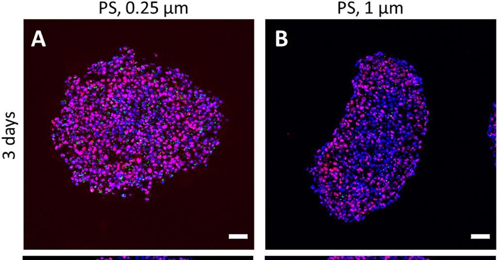 Microplastics passed on during cell division | Research | Chemistry World