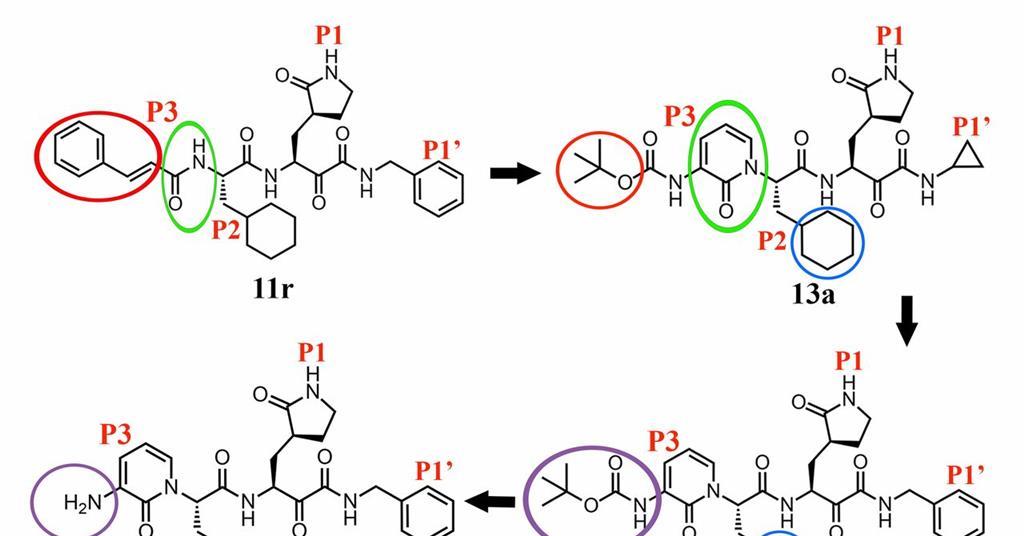 Potent coronavirus drug candidate designed using 3D structure of key ...