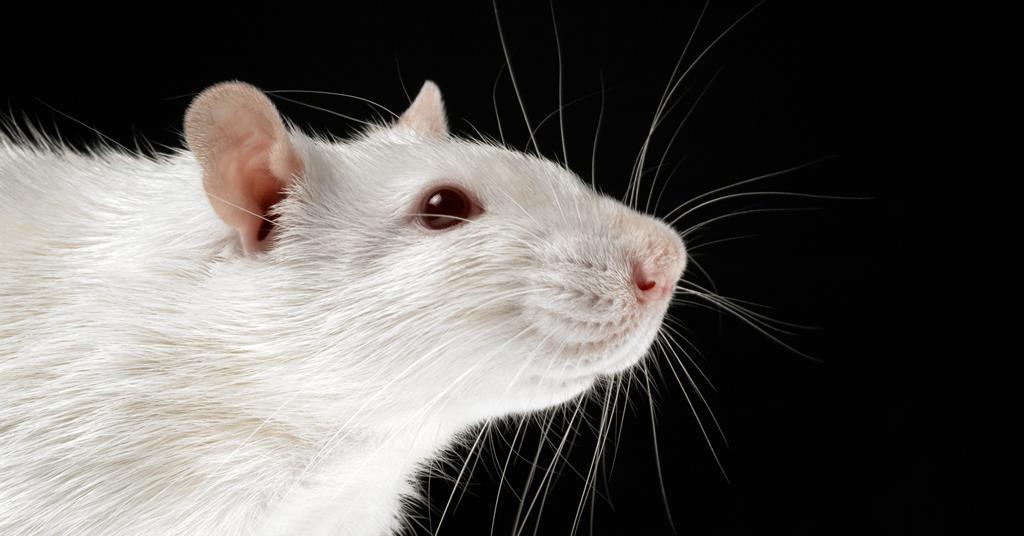 Major drug regulators advancing routes to reduce animal testing ...