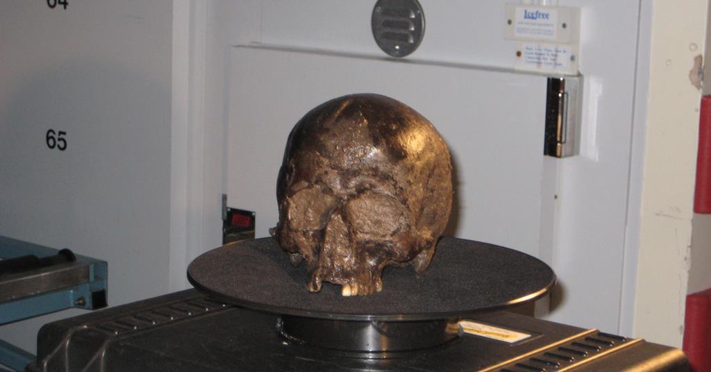 The curious case of the ancient brain | Feature | Chemistry World