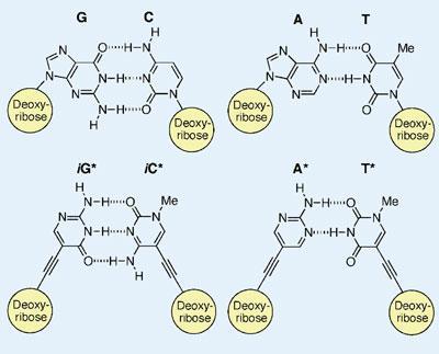 Creating a second genetic code | News | Chemistry World