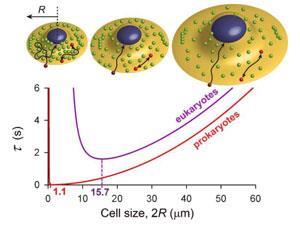 Chemical transport defines ‘Goldilocks’ cell size | Research ...
