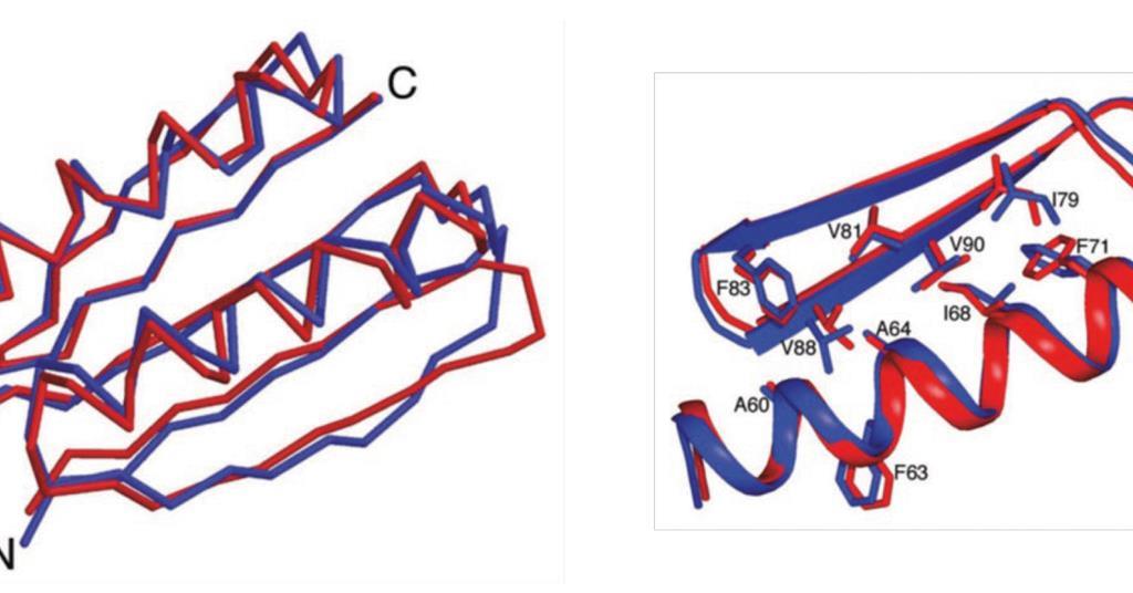 Explainer: Why have protein design and structure prediction won the 2024 Nobel prize in ...