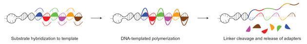Polymer production line runs on DNA | Research | Chemistry World