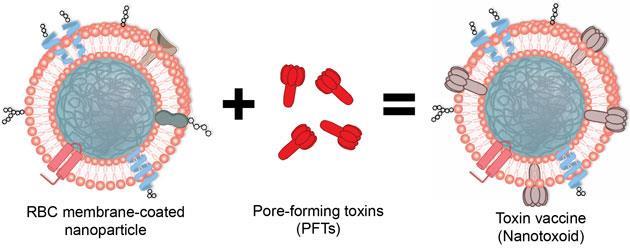 Caged toxin for safer, better bacterial vaccines | Research | Chemistry ...