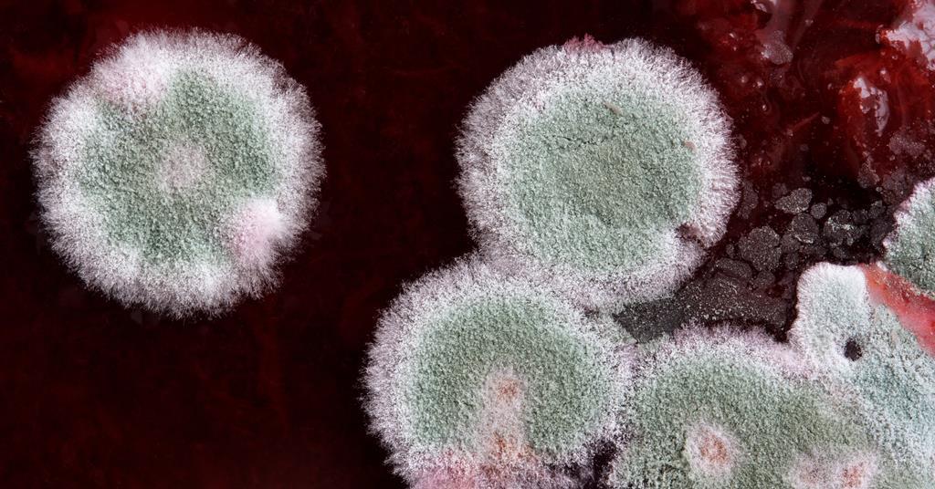 penicillin plant source