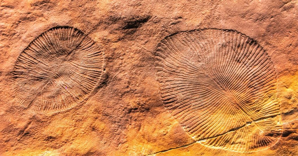 Steroid fossilisation discovery opens new chapter in debate around ...