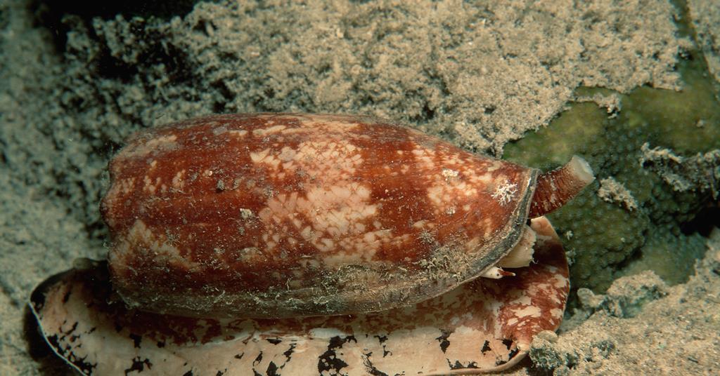 Cone snail venom peptides show promise as chronic pain treatments ...