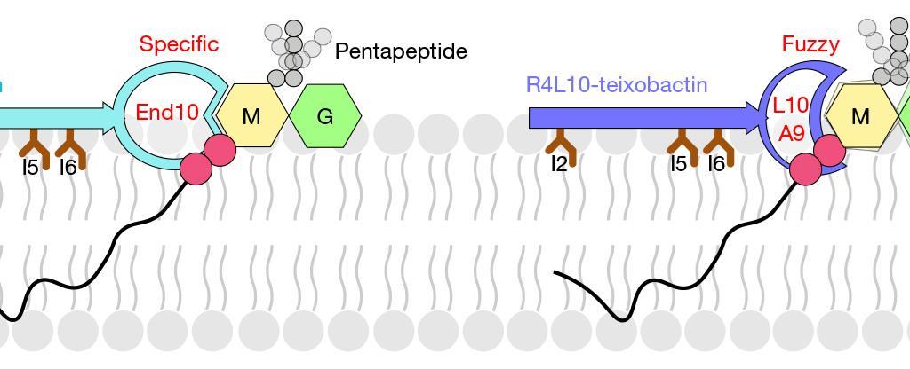 Teixobactin’s two pronged antibiotic attack mechanism revealed ...