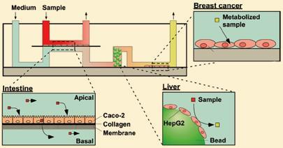 Micro organ system to test cancer drugs | News | Chemistry World