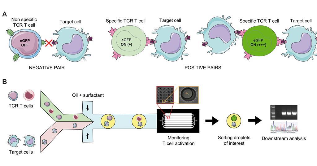 Droplet screening set to accelerate immunotherapies into the clinic ...