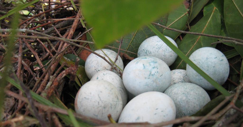Rare mineral coating cushions cuckoo eggs during incubation | Research ...
