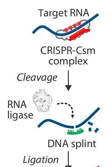 ’This is just the beginning’: RNA editing set to democratise viral ...