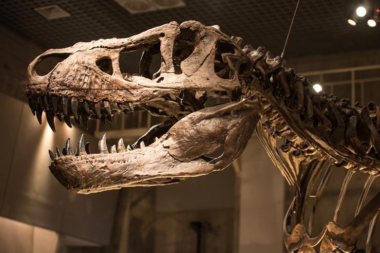 Preserved T. Rex proteins assist evolution studies | News | Chemistry World