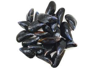 Mussel adhesive proteins | Podcast | Chemistry World
