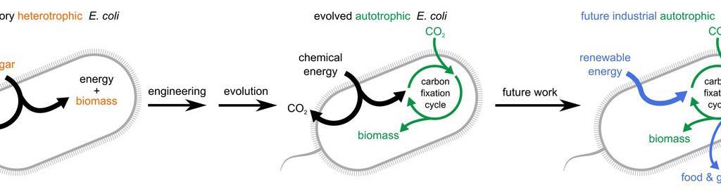 Bacterium forced to evolve to consume carbon dioxide to make biomass ...