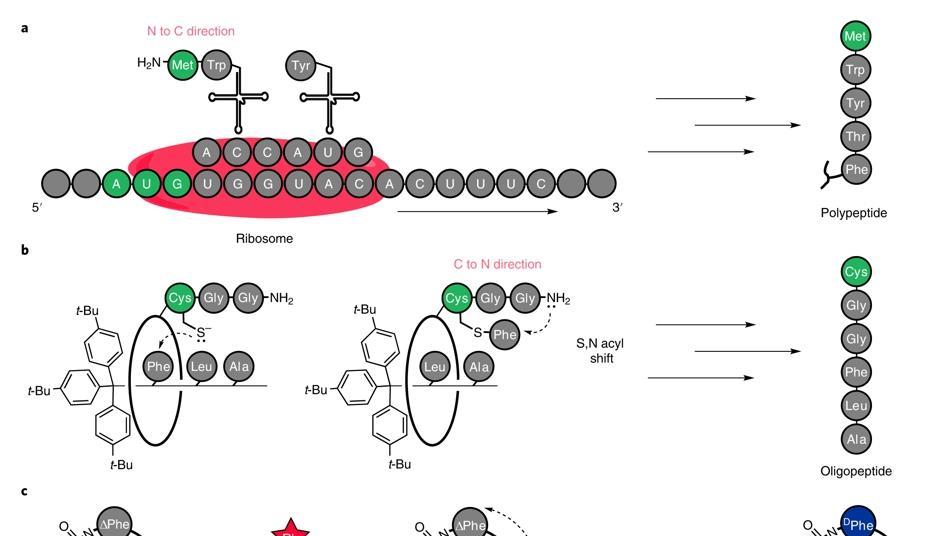 Round-the-ring catalysis makes cyclic peptides chiral | Research ...