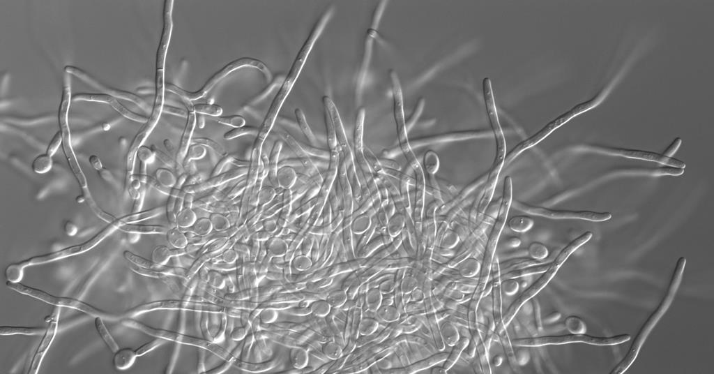 A force against fungi | Research | Chemistry World