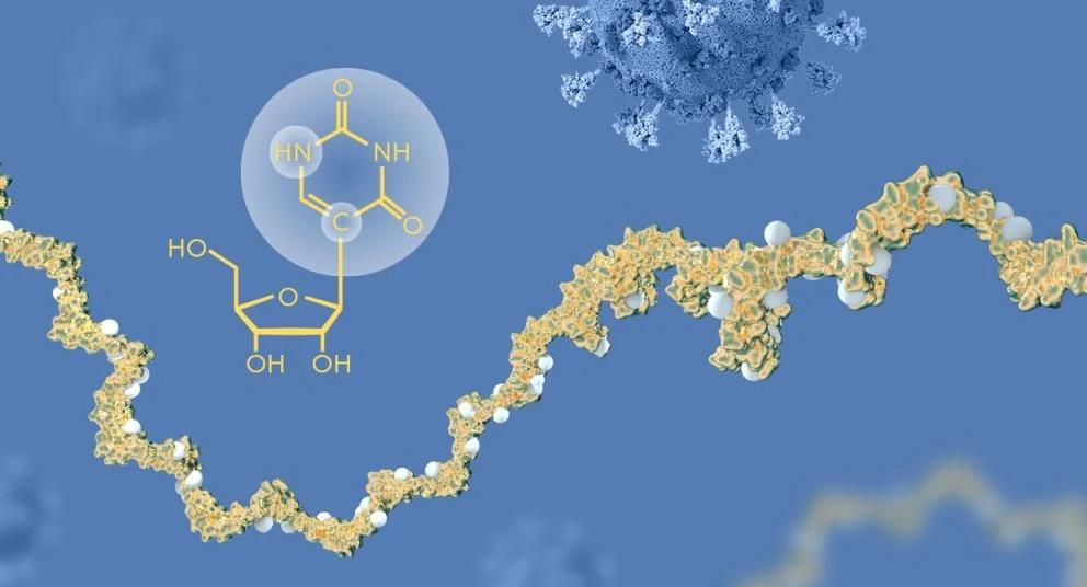 mRNA vaccine pioneers win medicine Nobel prize | News | Chemistry World