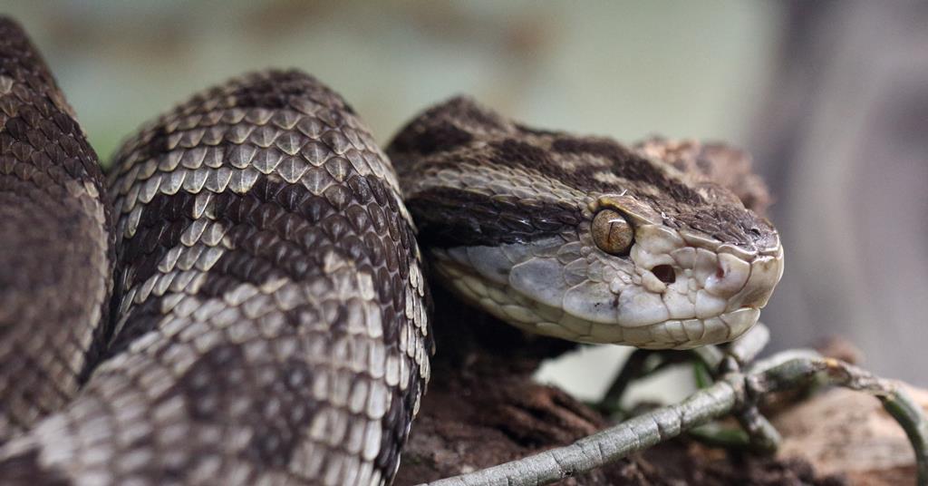 Ramipril | Podcast | Chemistry World