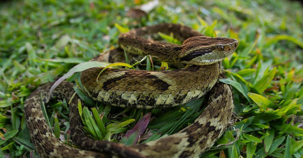 Ramipril | Podcast | Chemistry World