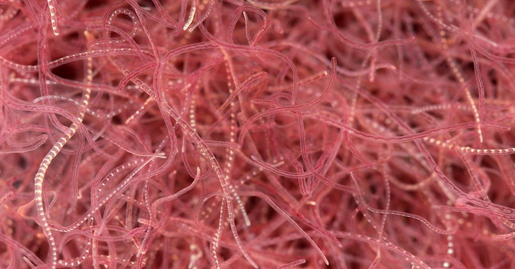 Wriggling worms help explain how certain polymers move and flow ...