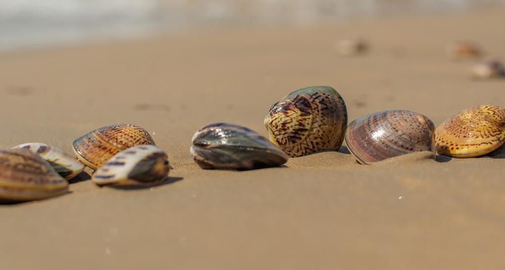 Surprise discovery as clam found to be producing complex antibiotic ...
