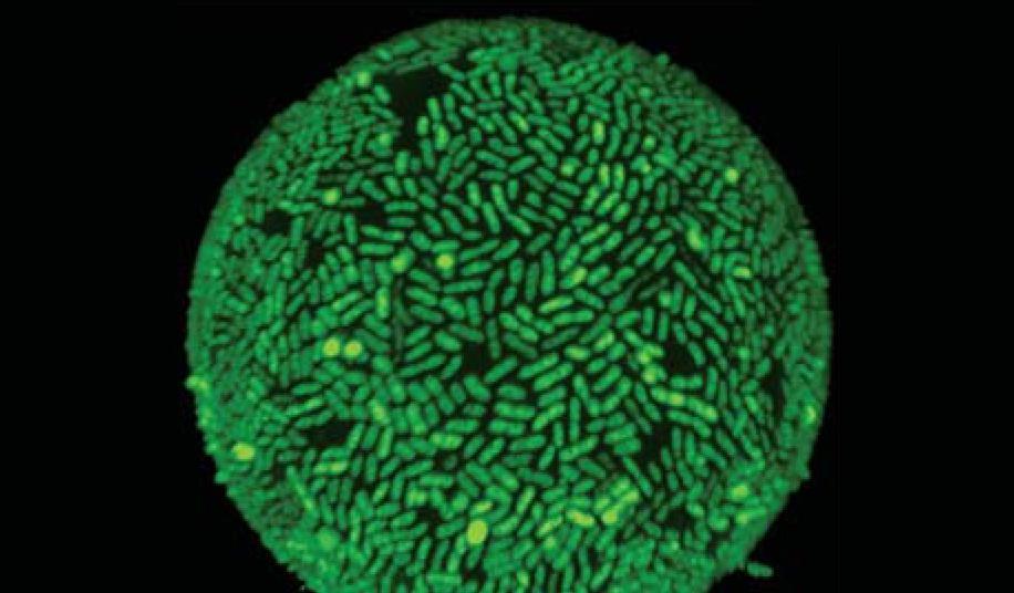 Hydrocarbon-eating bacteria speed up consumption by reshaping oil ...