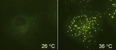 Molecular thermometer takes cell temperature | News | Chemistry World