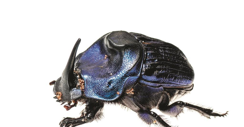 Structural colour | Feature | Chemistry World