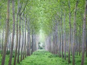 Poplar biofuel has potential to offer substantial environmental savings ...