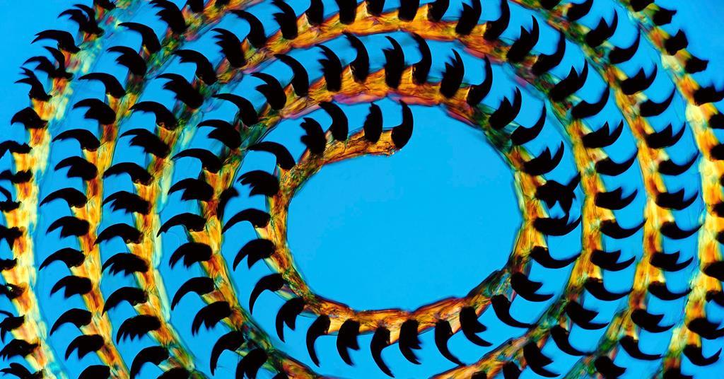 A new generation of materials inspired by teeth | Feature | Chemistry World