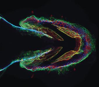 Biology meets click chemistry | Feature | Chemistry World