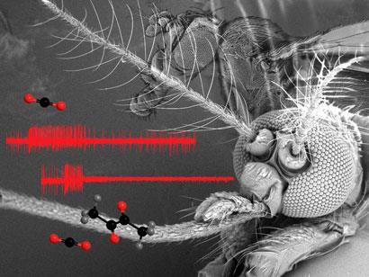 Mosquitoes fooled by compounds that target CO2 sensors | News ...