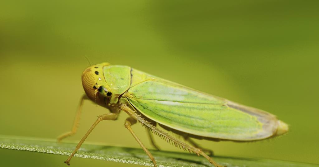 Pentagon’s pursuit of insect-delivered genetic modification of crops ...