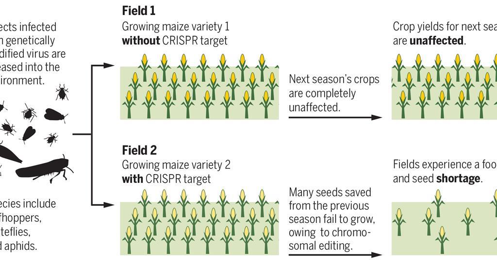 Pentagon’s pursuit of insect-delivered genetic modification of crops ...