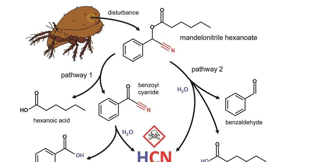 Tiny mite uses hydrogen cyanide to fight predators | Research | Chemistry World