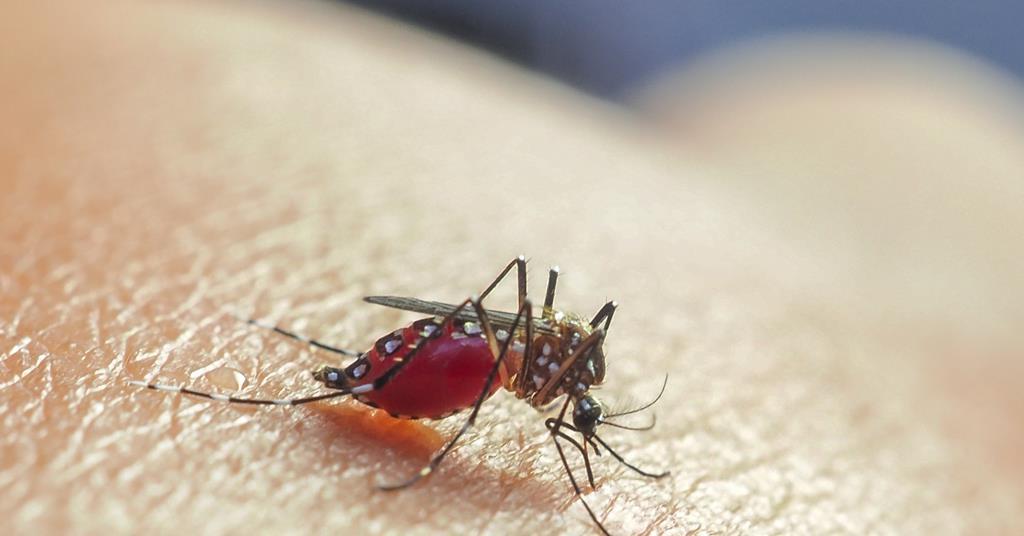Rare disease drug can make human blood toxic to mosquitoes | Research ...