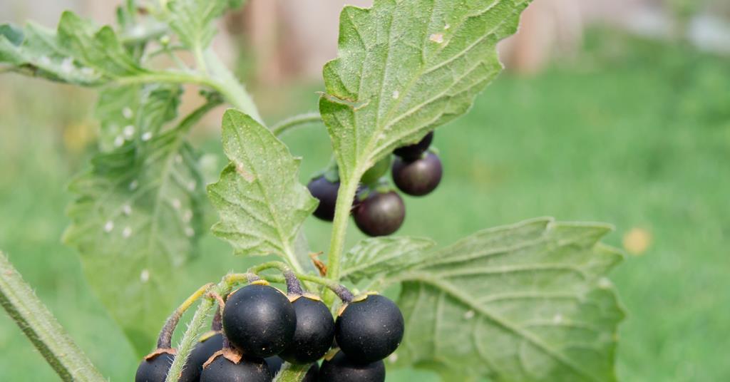 Atropine | Podcast | Chemistry World