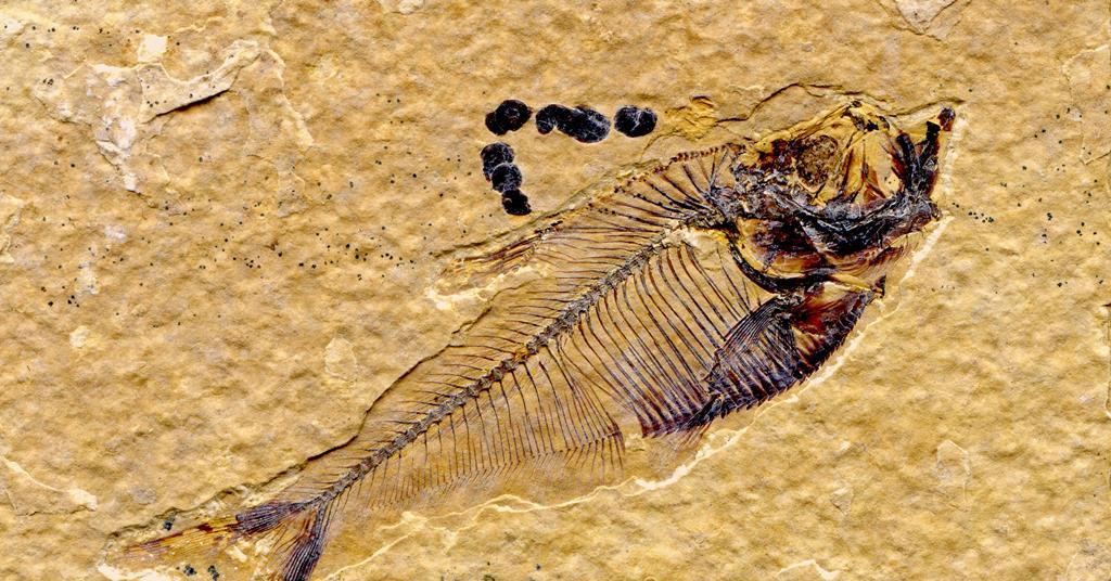 fossil fish bbc