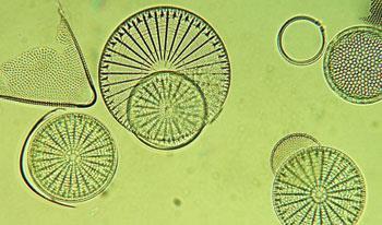 centric diatoms