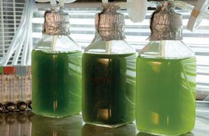 Lean green microbe machines | Feature | Chemistry World
