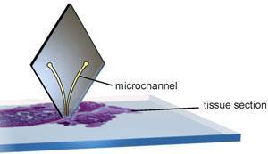 Staining tissue samples at the microscale | News | Chemistry World
